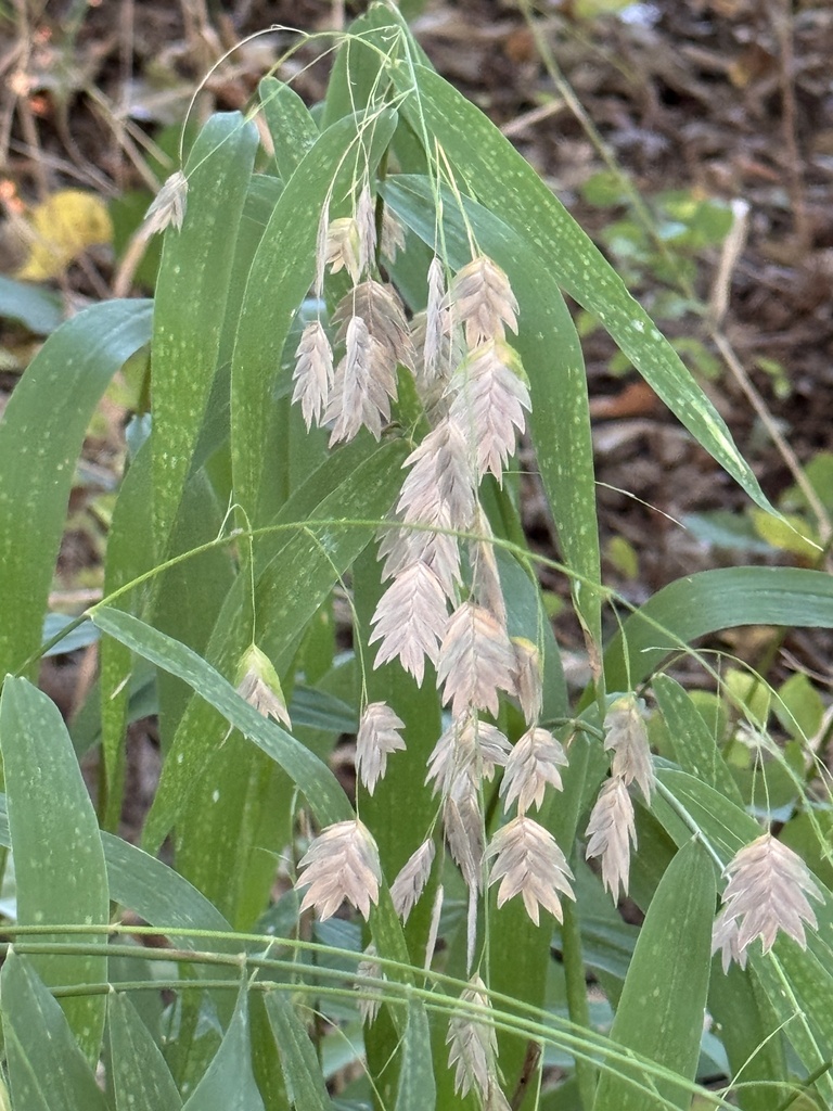 inland wood oats from Waxahachie, TX, US on September 17, 2024 at 06:55 ...