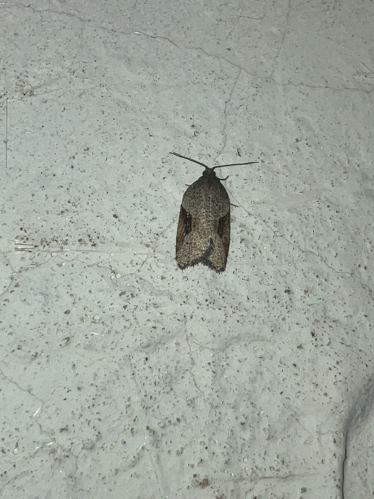 MacDunnough's Acleris from Husky Dr, Covington, MI, US on September 17 ...