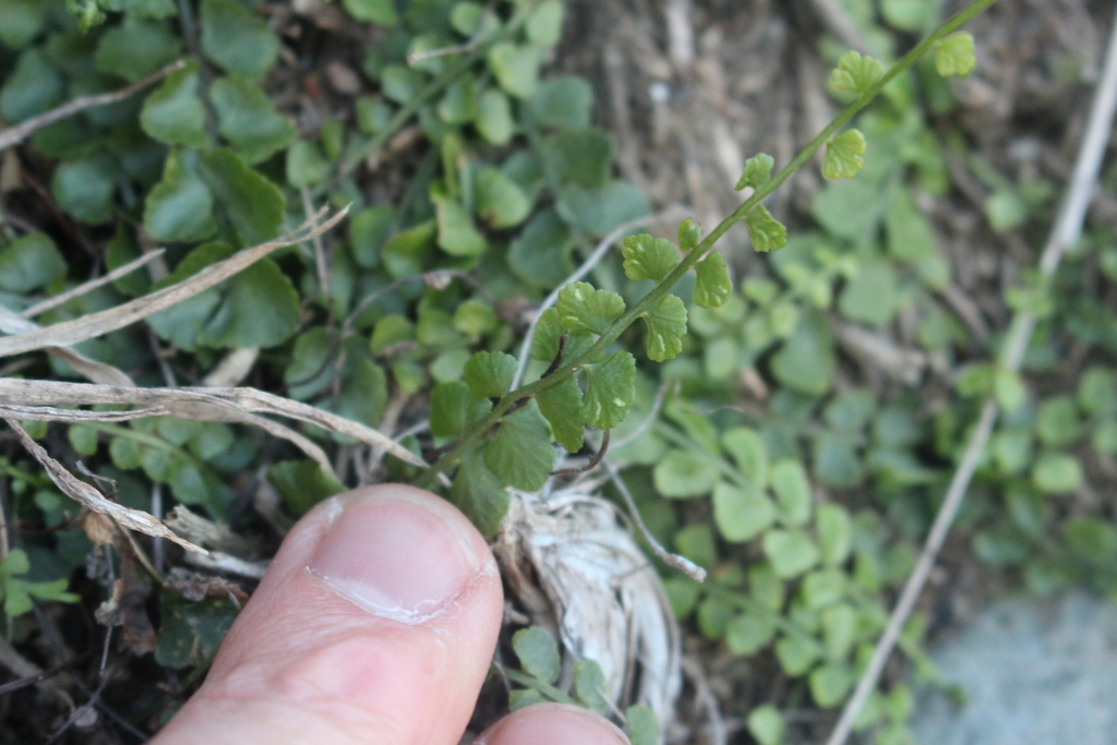 Necklace Fern from Gibraltar Rock, Christchurch, Tai Tapu, Canterbury ...