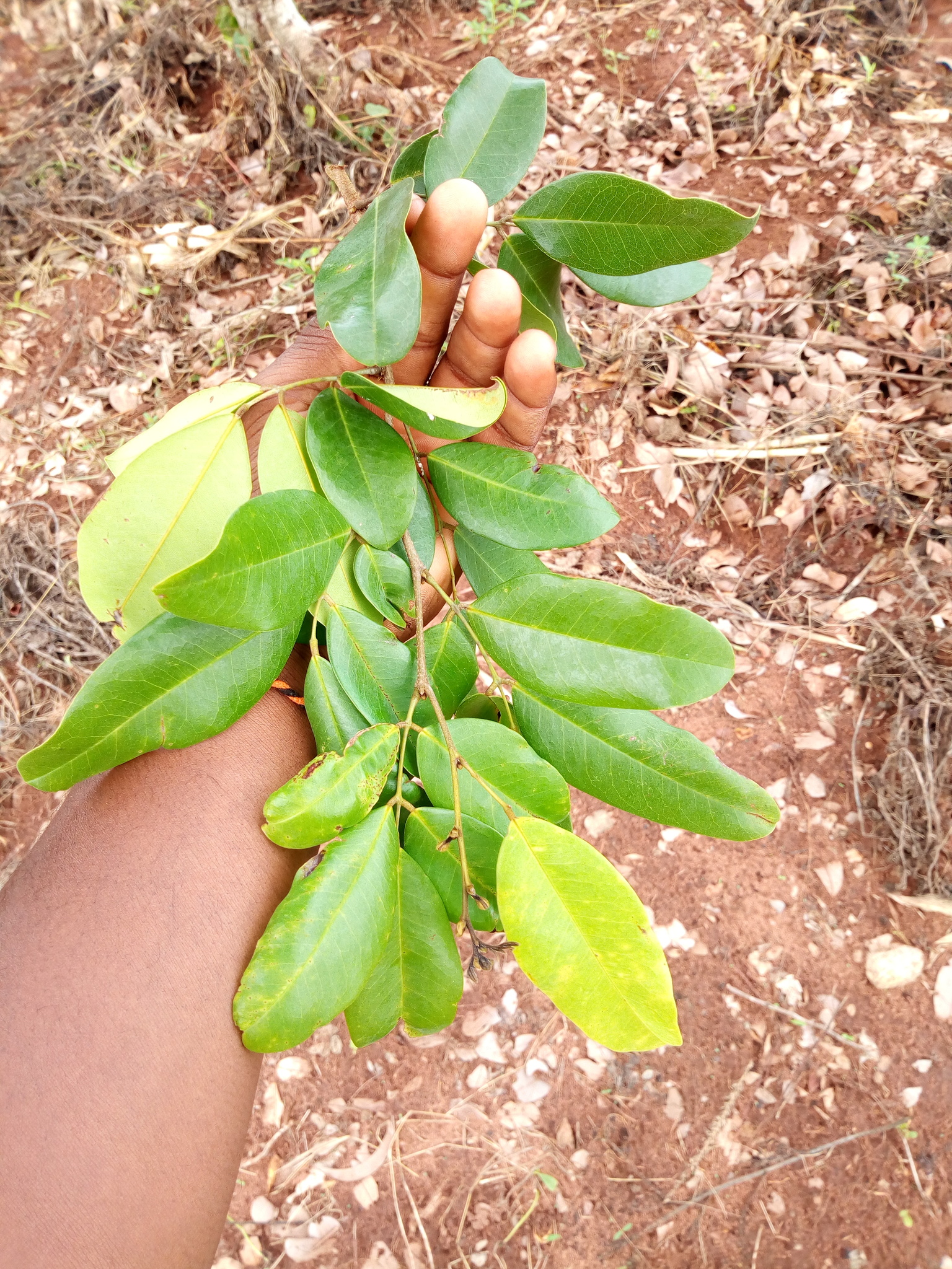 Dialium guineense Willd.