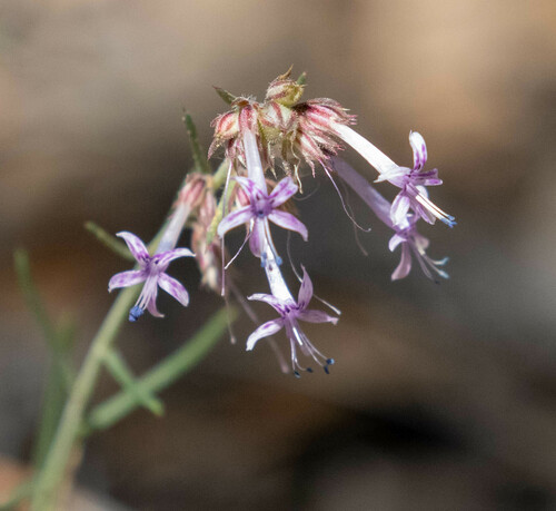 Subespecies Ipomopsis multiflora whitingii · iNaturalist Mexico