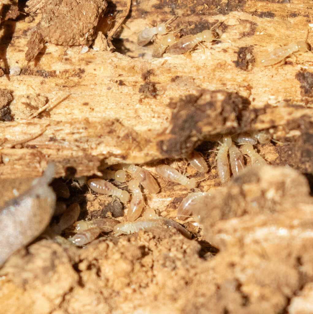 Typical Subterranean Termites from Greenlee County, AZ, USA on ...