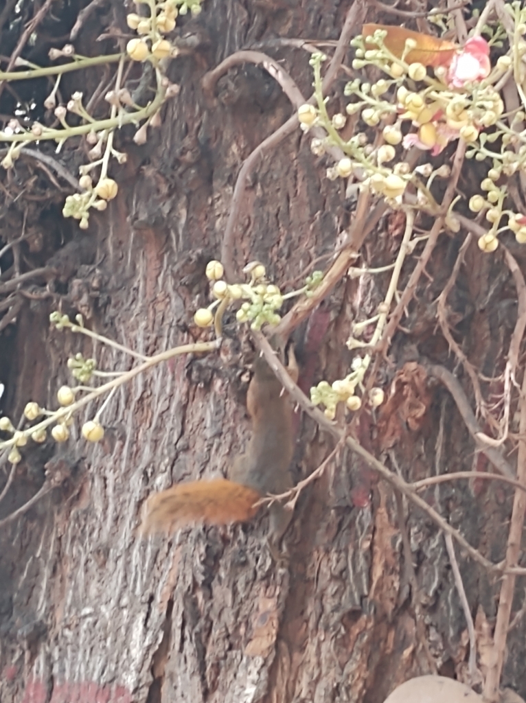 Red-tailed Squirrel from Escuela de Ciencias del Lenguaje, Comuna 17 ...