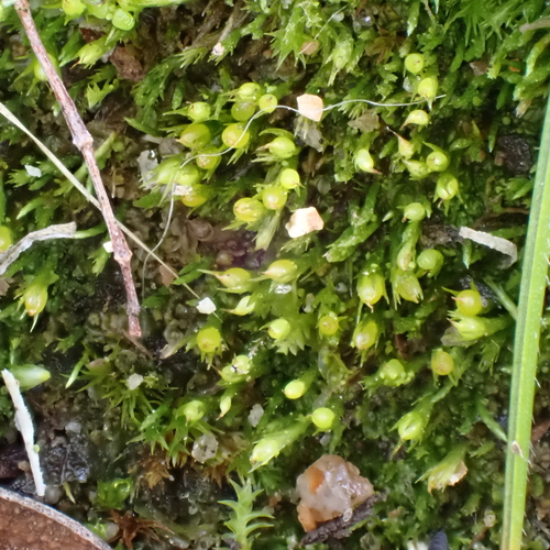 Archidium stellatum · iNaturalist