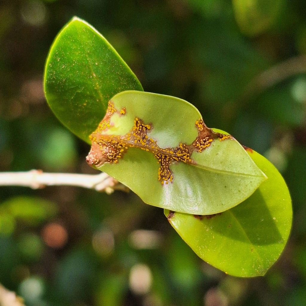 Myrtle Rust from Qunaba QLD 4670, Australia on September 16, 2024 at 01 ...