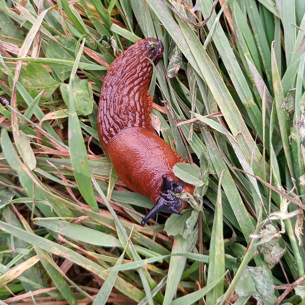 Arion Slugs from NB Garden City Rd @ Lansdowne Rd, Richmond, BC V6X ...