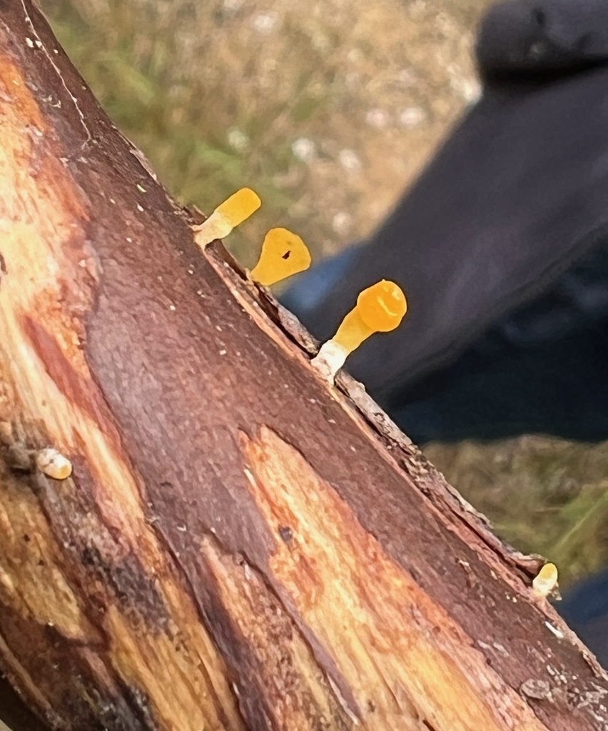 Dacrymycetaceae in September 2024 by Joe Matanzas. Collection by Frank ...