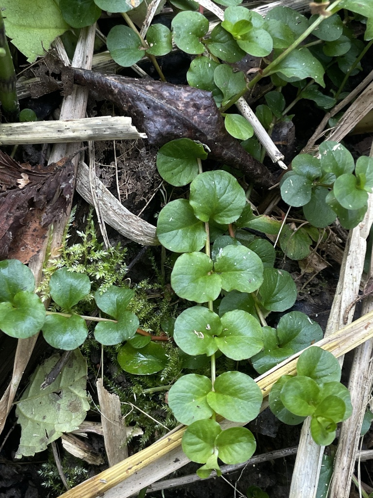 creeping Jenny from Республиканская улица, Брянск, Брянская область, RU ...