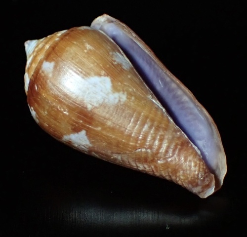 Kolumbela homolicovitá (Parametaria macrostoma)
