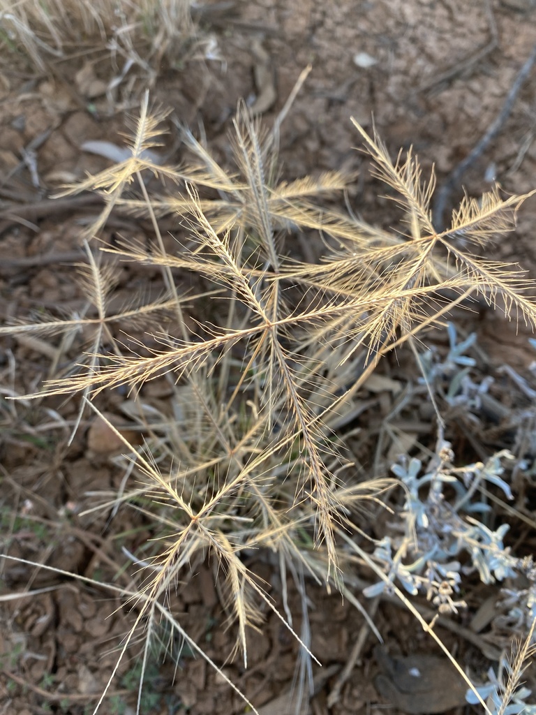 comb windmill grass from Sturt National Park, Tibooburra, NSW, AU on ...