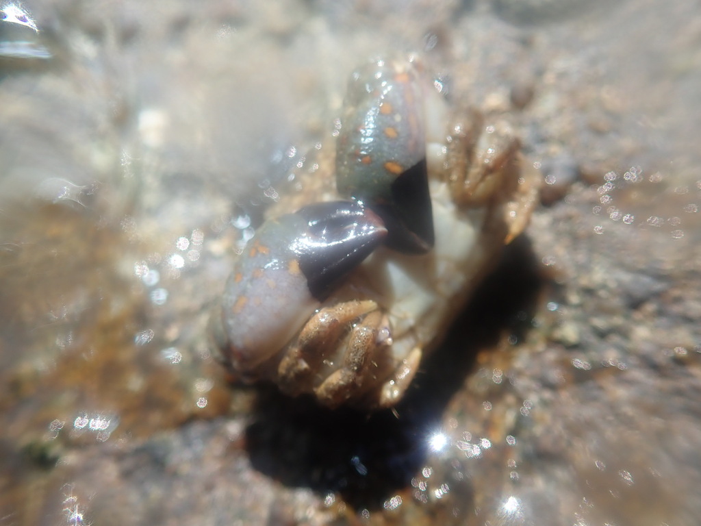 Leptodius from Sunshine Coast QLD, Australia on September 17, 2024 at ...