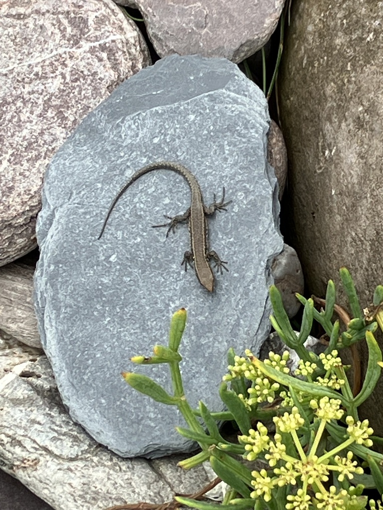 Common Wall Lizard from South Devon Area Of Outstanding Natural Beauty ...
