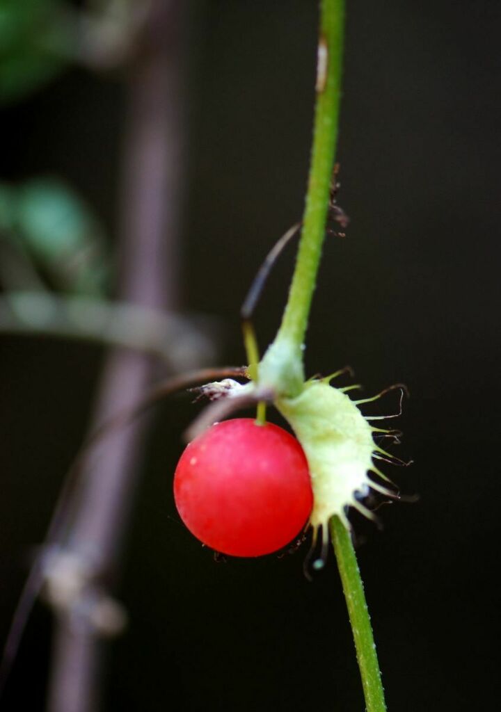 cherry vine from Catapu, Cheringoma, Mozambique on April 17, 2008 at 06 ...
