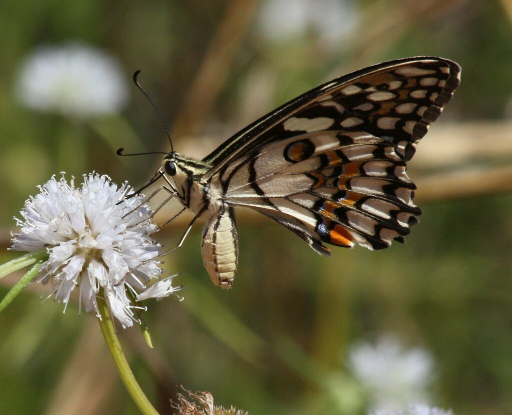 Lime Swallowtail from Lake Argyle WA 6743, Australia on April 22, 2010 ...