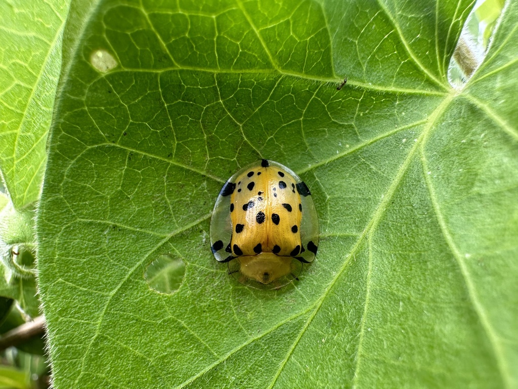 Asian Spotted Tortoise Beetle from 基隆嶼, 中正區, KEE, TW on July 18, 2024 ...