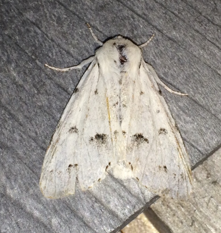 Vulpina Dagger Moth (Invertebrates of Montana, USA) · iNaturalist