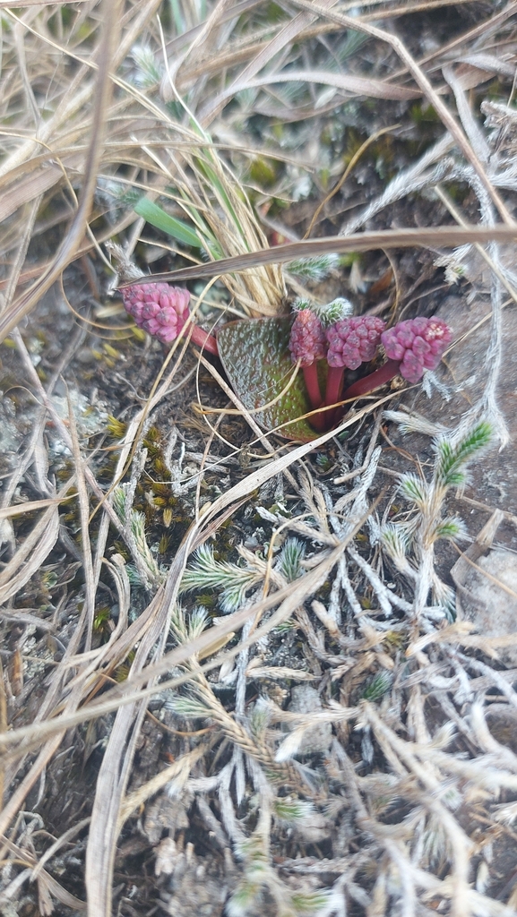 Kaapsche-Hoop African hyacinth from Mbombela, South Africa on September ...