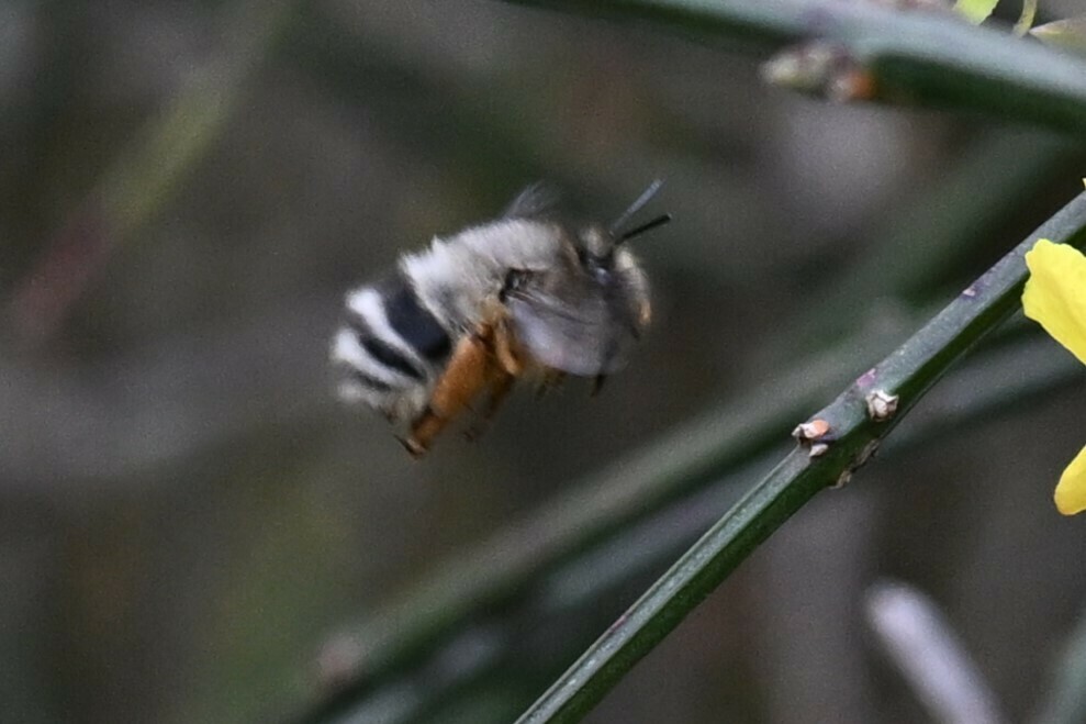 Anthophora melanognatha from Xi'an, Shaanxi, China on March 16, 2024 at ...