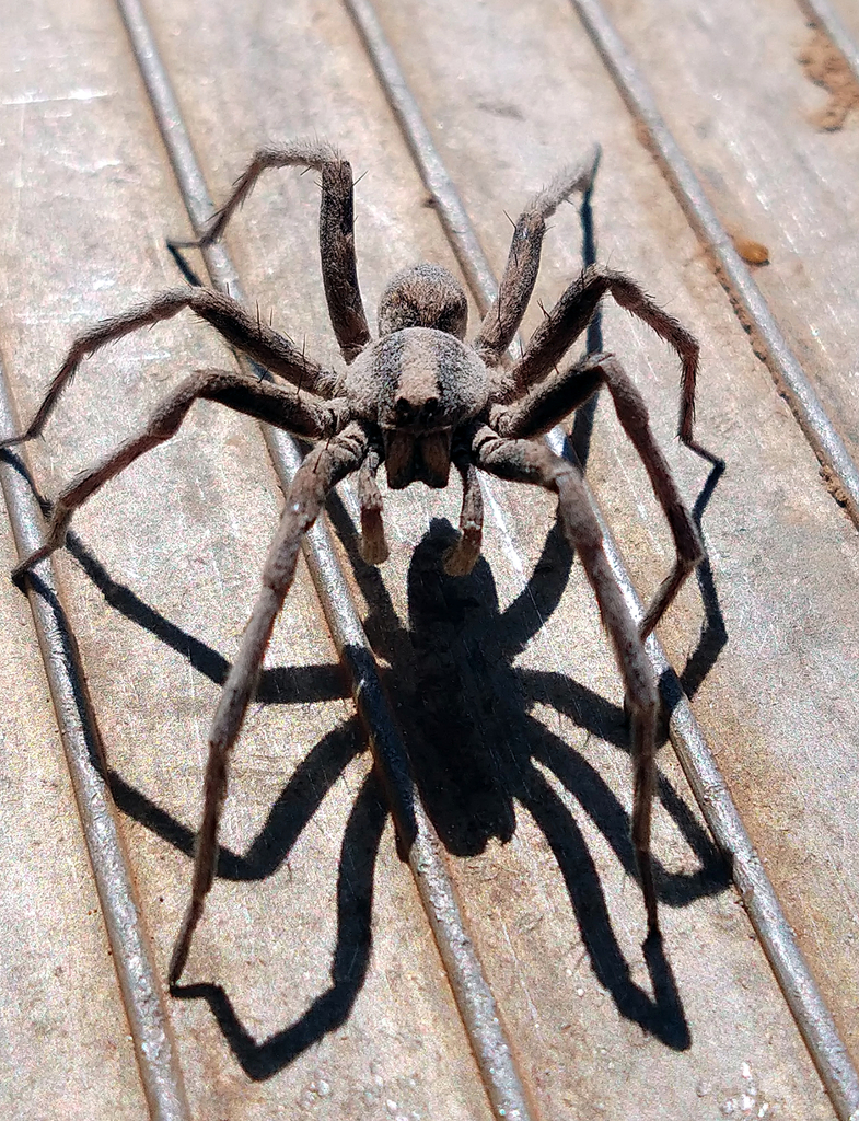Wolf Spiders from Sandstone WA 6639, Australia on September 18, 2024 by ...