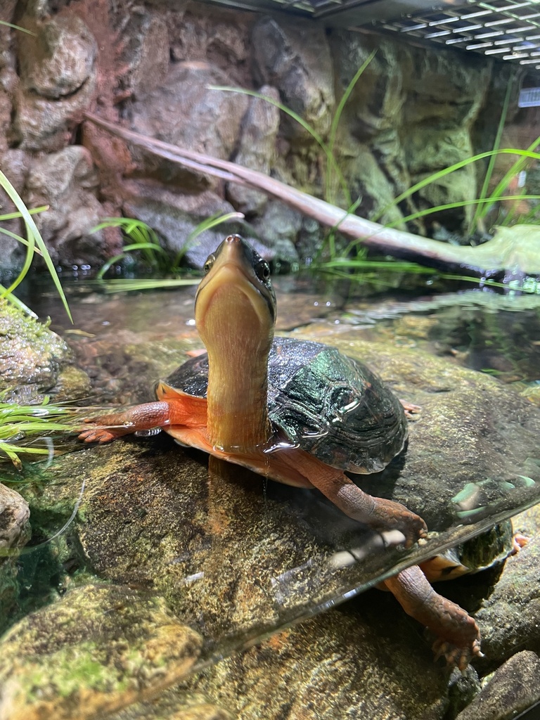 Chinese Three-striped Box Turtle in September 2024 by op-viviyan ...
