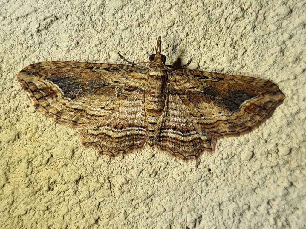 Australian Pug Moth from Christmas Hills VIC 3775, Australia on ...