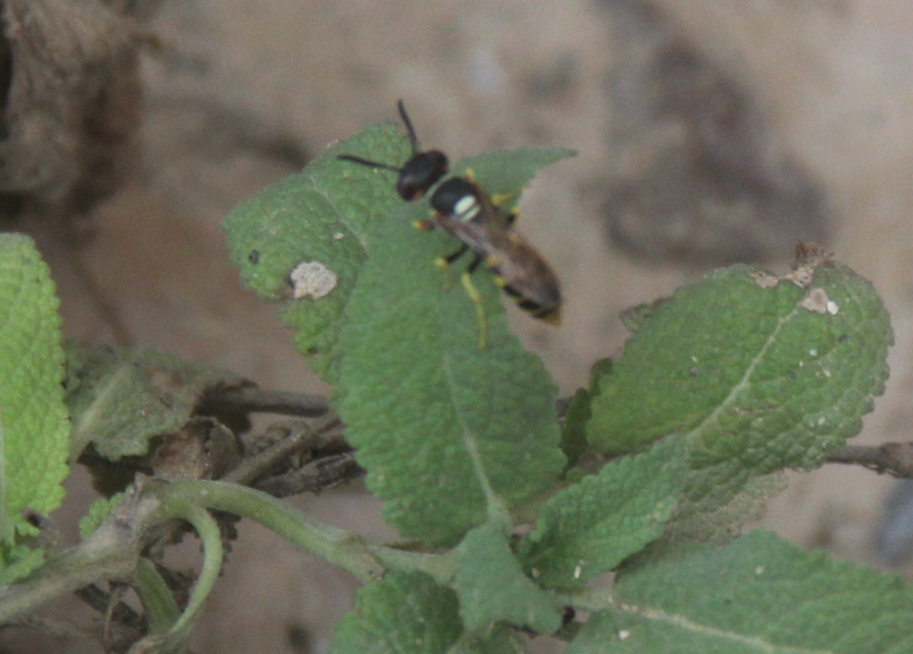 Beewolves from 中国北京市海淀区蓝旗营双清路30号 邮政编码: 100190 on September 17, 2024 by ...