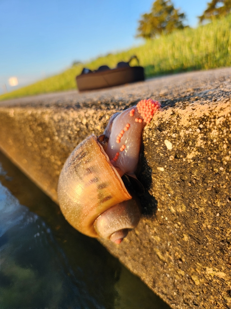Island Apple Snail from Sebring, FL, USA on September 18, 2024 at 07:34 ...