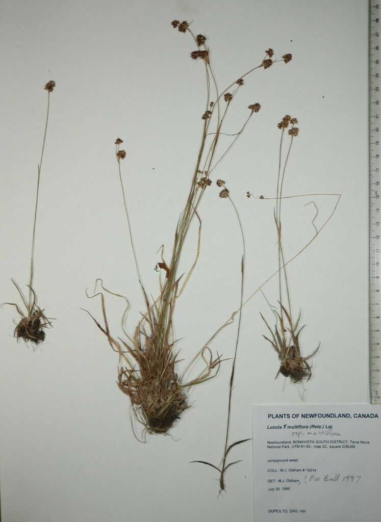 common heath woodrush from Canada, Newfoundland, Bonavista South County ...