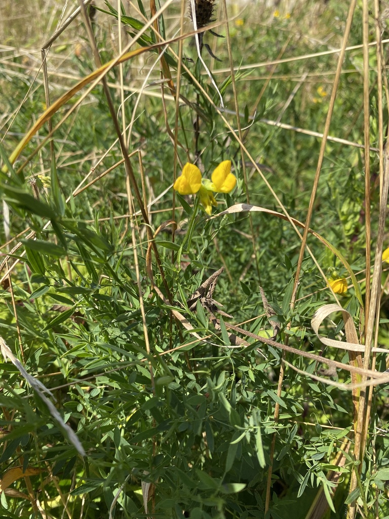 meadow pea from Derriford Hospital, Plymouth, England, GB on September ...