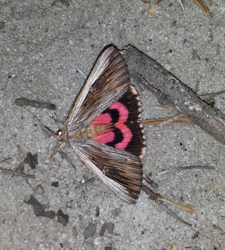 Catocala herodias (Insects of Massachusetts) · iNaturalist