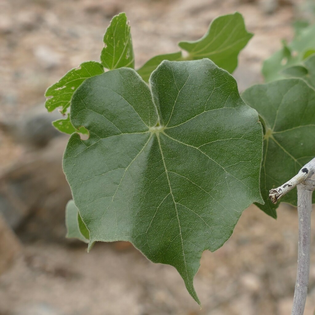 African Star-Chestnut (Sterculia africana) - Botanical Realm