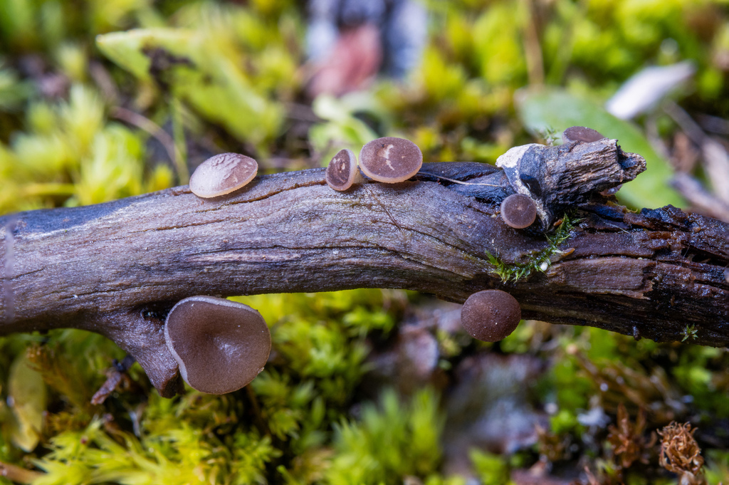 Hymenoscyphus from Mono County, US-CA, US on September 15, 2024 at 01: ...