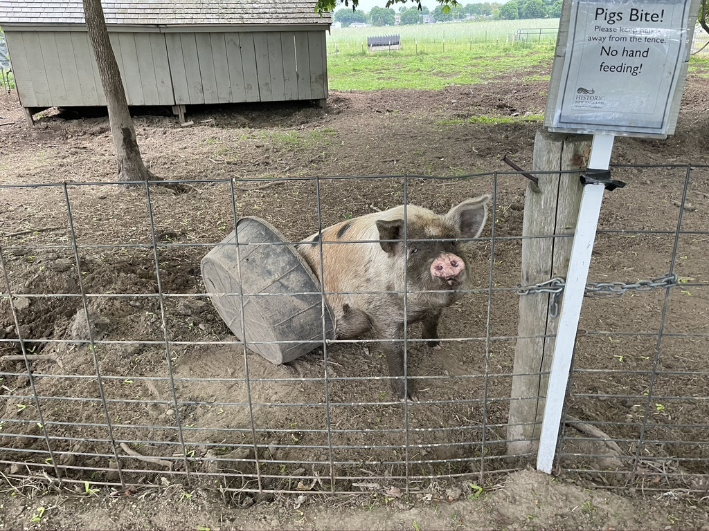 Domestic Pig from Newbury, MA, USA on May 22, 2021 at 07:25 PM by ...