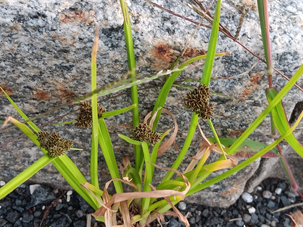 Variable Flatsedge from RVCC, Branchburg, NJ 08876, USA on September 17 ...