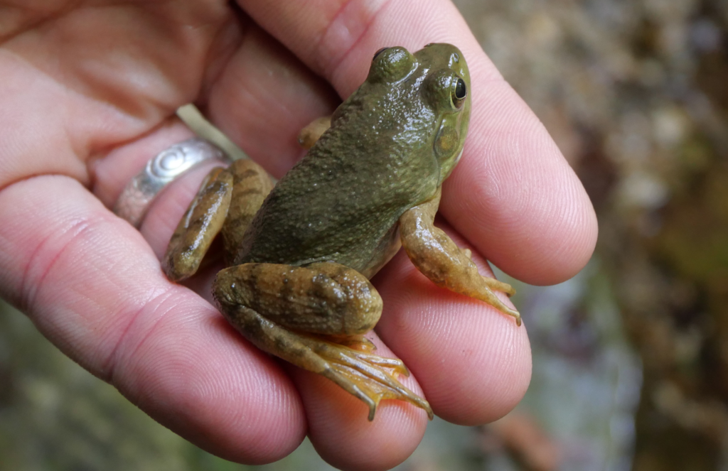 American Bullfrog from Montgomery County, MO, USA on September 14, 2024 ...