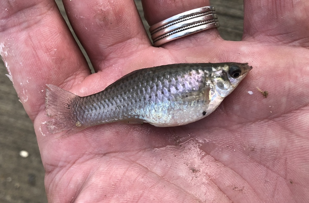 Amazon Molly (Poecilia formosa) - Marine Life Identification