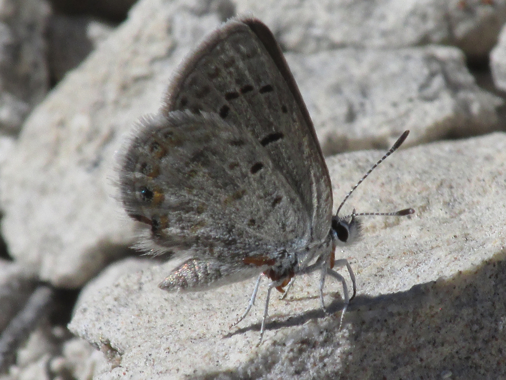 Shasta Blue in June 2024 by Mathew L. Brust · iNaturalist