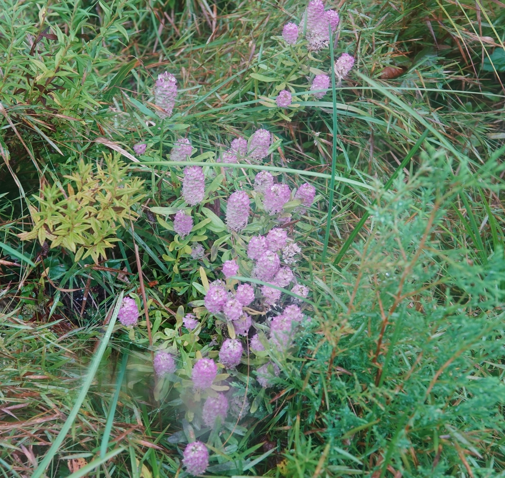 cross polygala from Estell Manor, NJ, USA on September 18, 2024 at 08: ...