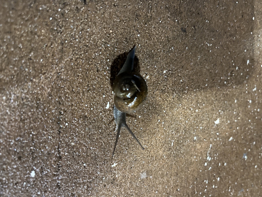 Cuban Brown Snail from The University of South Florida, Saint ...