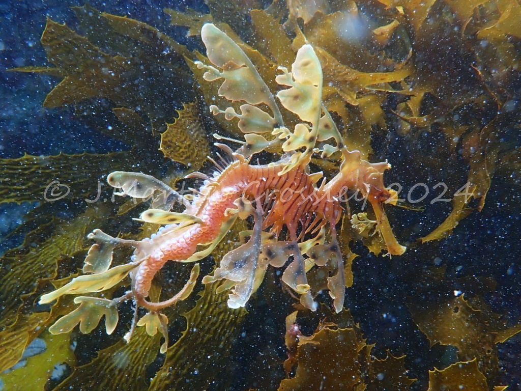 Leafy Seadragon in September 2024 by J. Martin Crossley. Broody male ...
