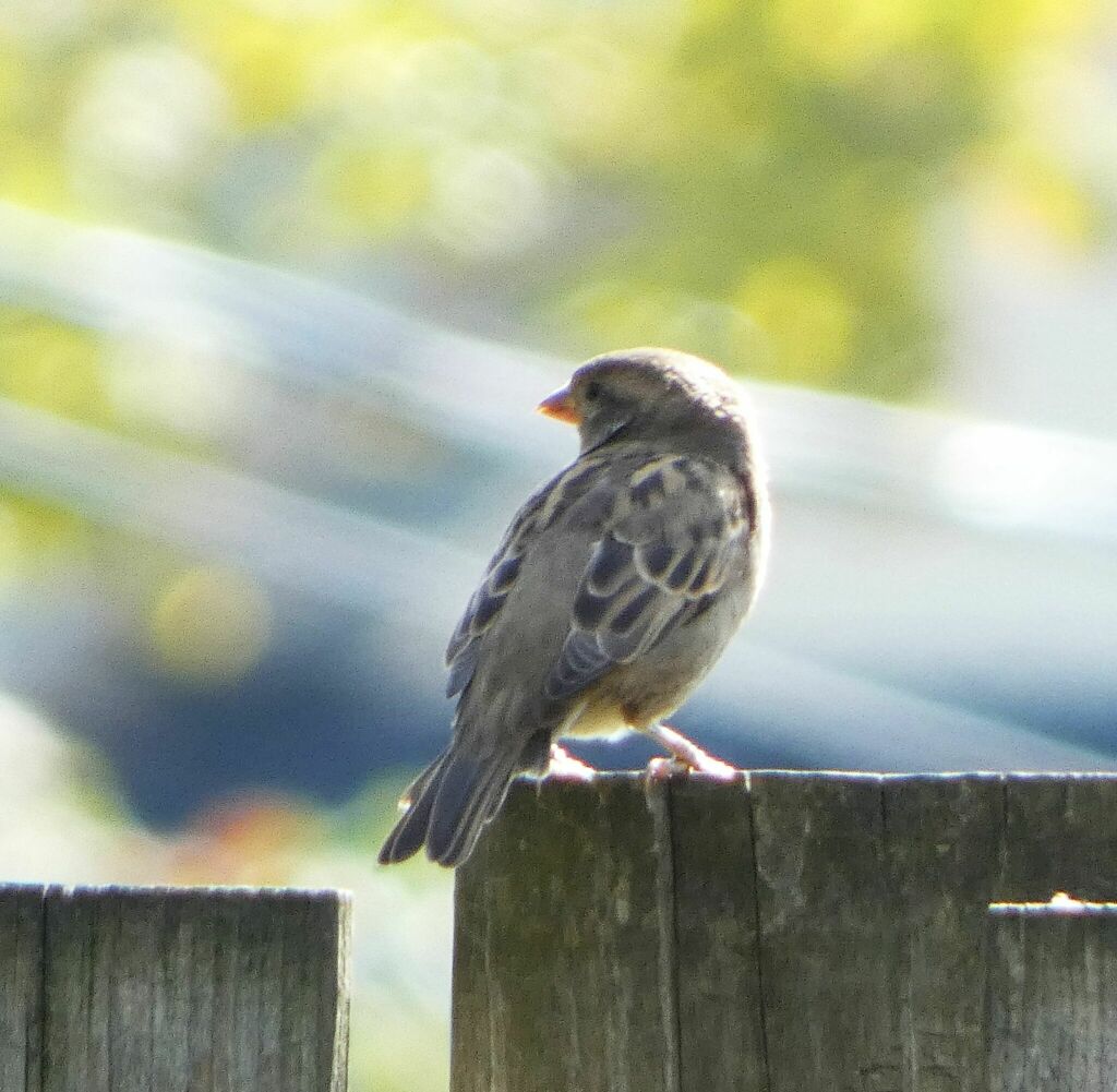 House Sparrow from King East, Kitchener, ON, Canada on September 17 ...