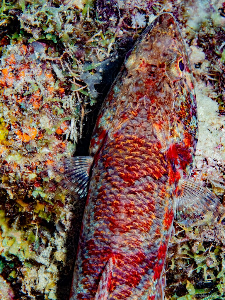 Variegated Lizardfish from Romblon Pass, Philippines on 28 August, 2024 ...