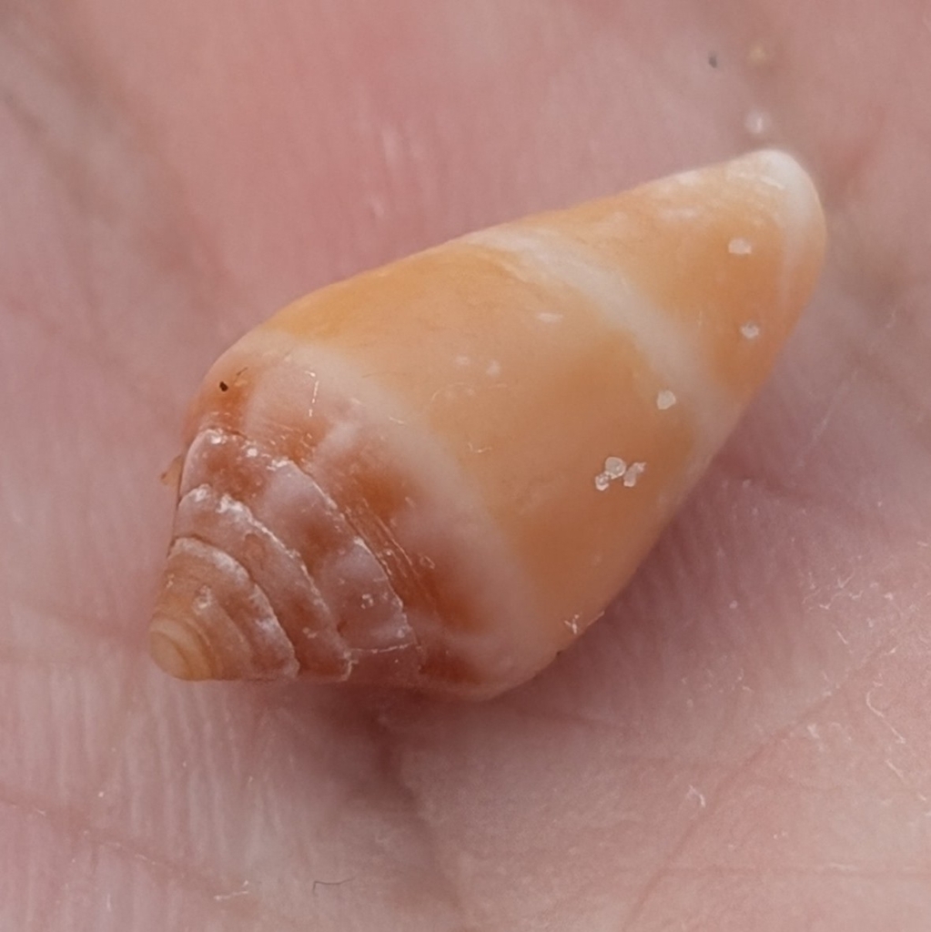 Mediterranean Cone Snail from 57030 Sant'Andrea, Livourne, Italie on ...