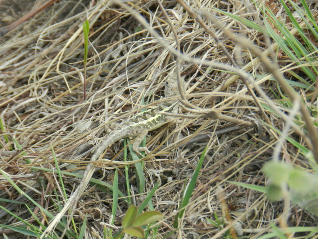 Short-tailed Mountain Agama from Yongsheng Village, 6447+X42香格里拉市 ...