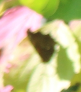 Silver-spotted Skipper from Goderich, ON, Canada on September 18, 2024 ...