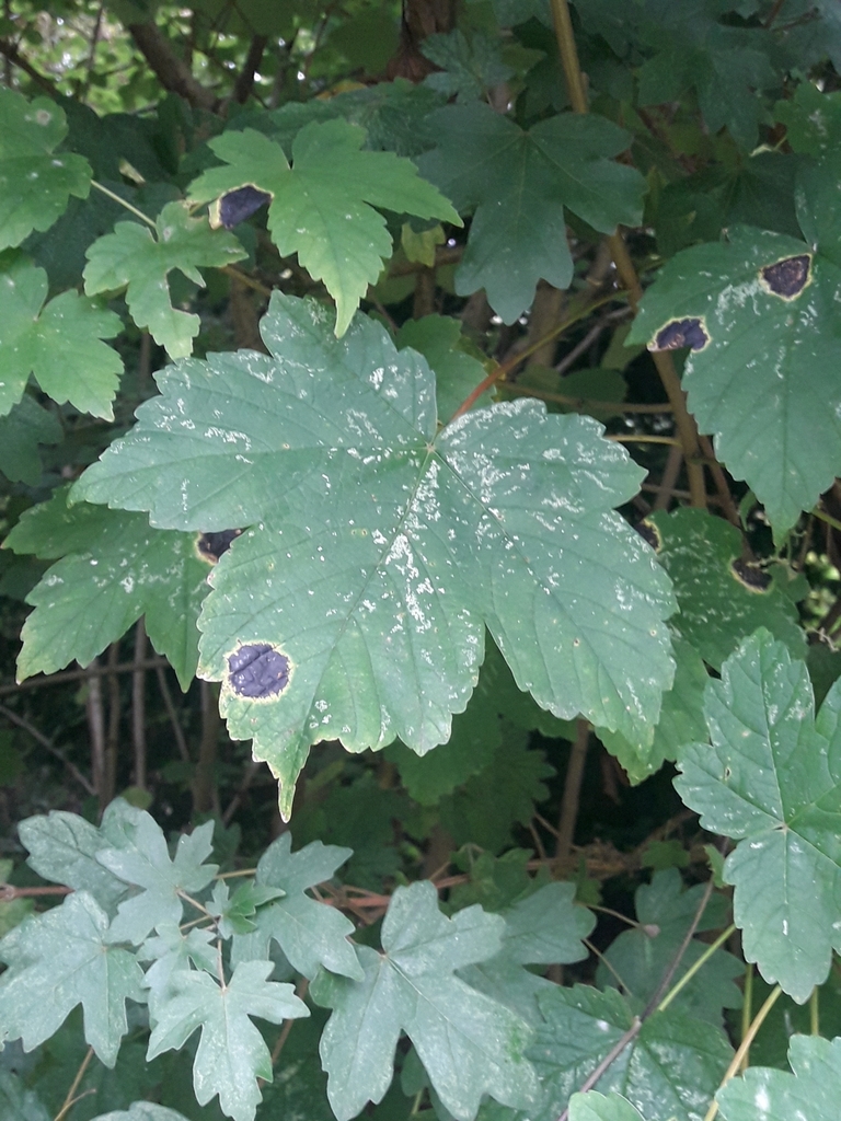 sycamore maple from Dudley DY1, UK on September 18, 2024 at 10:25 AM by ...