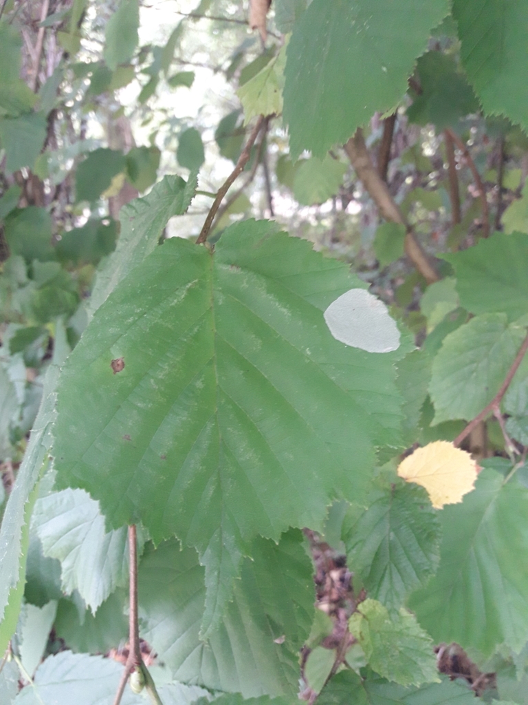 common hazel from Dudley DY1, UK on September 18, 2024 at 10:26 AM by ...