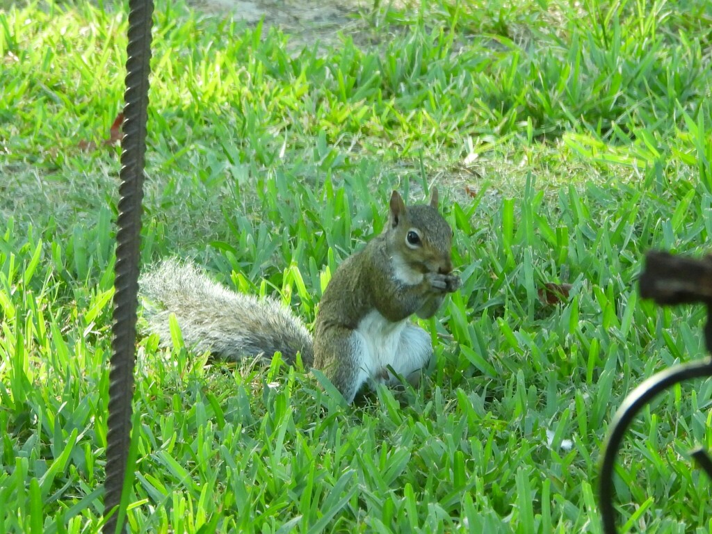 Eastern Gray Squirrel from Hitchcock, TX, USA on August 16, 2024 at 09: ...