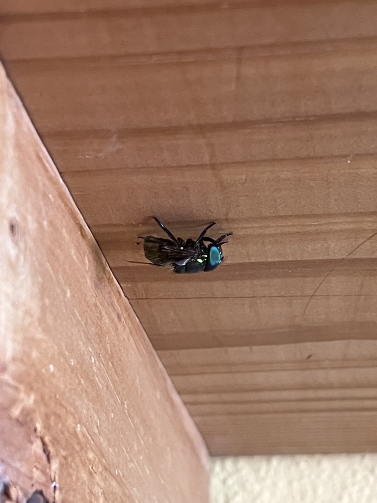 Green Jewel Fly from La Española, San Rafael Del Yuma, La Altagracia ...