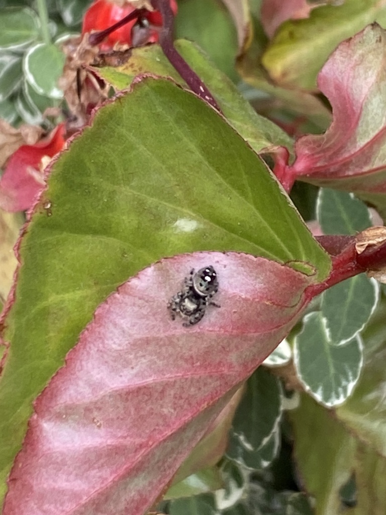 Bold Jumping Spider from Rutgers University, Newark, NJ, US on ...